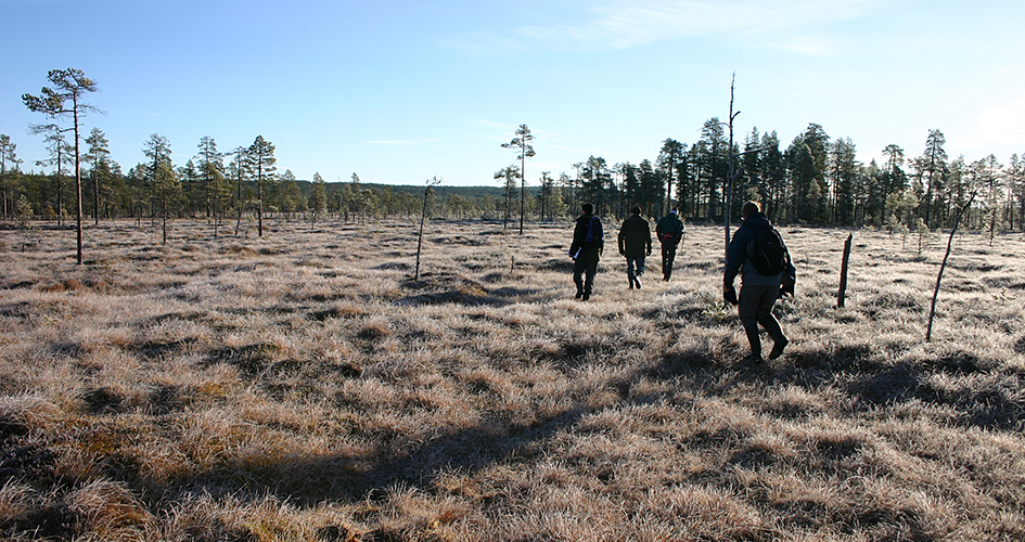Experiences and activities in Hamra National Park