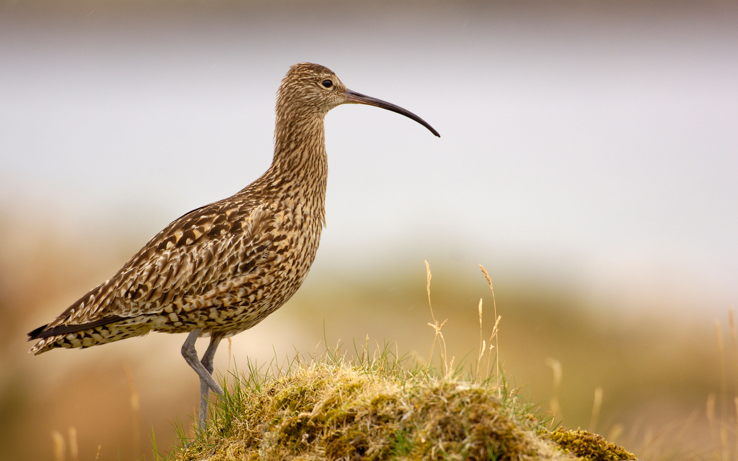 Store Mosse nationalpark