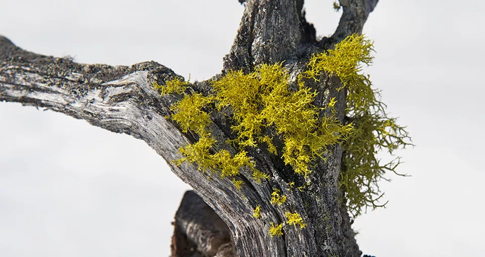 Find the poisonous wolf lichen