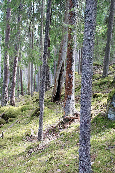 Sweden's six major habitat types