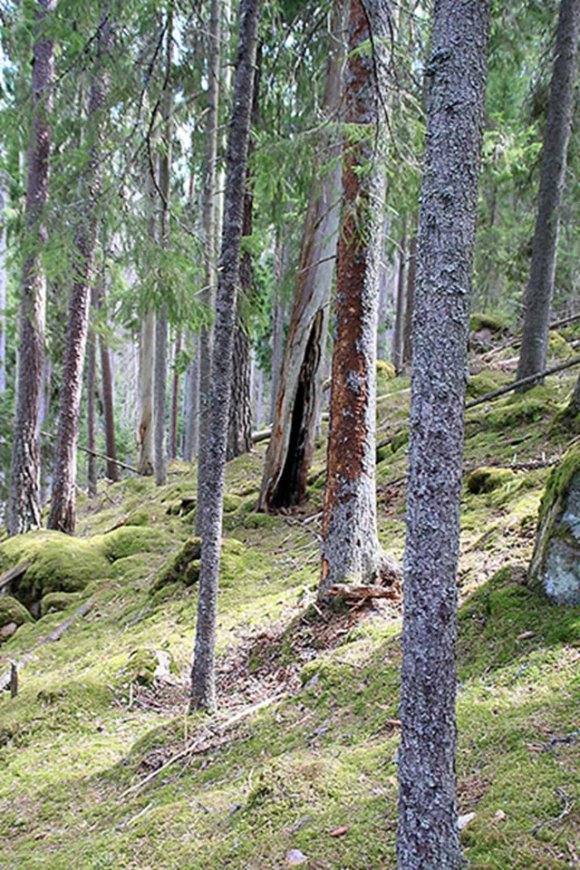 Sweden's six major habitat types